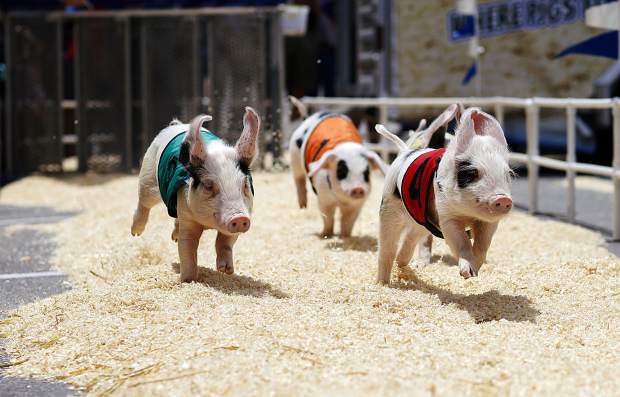 Photo essay: Pig races hit the track in Frisco | SummitDaily.com